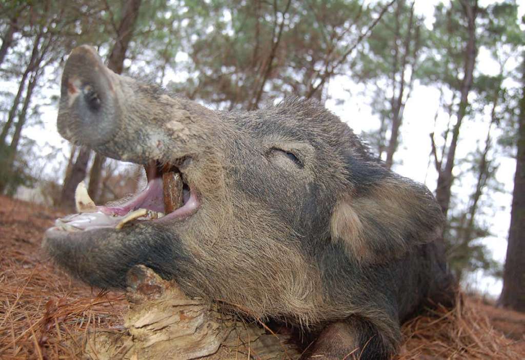 Calling All Hogs: Sounds are Key to Hunting Success - North American ...