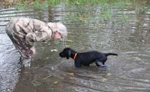 Hunting Dog Training: A Complete Guide for Gun Dog Owners - North ...