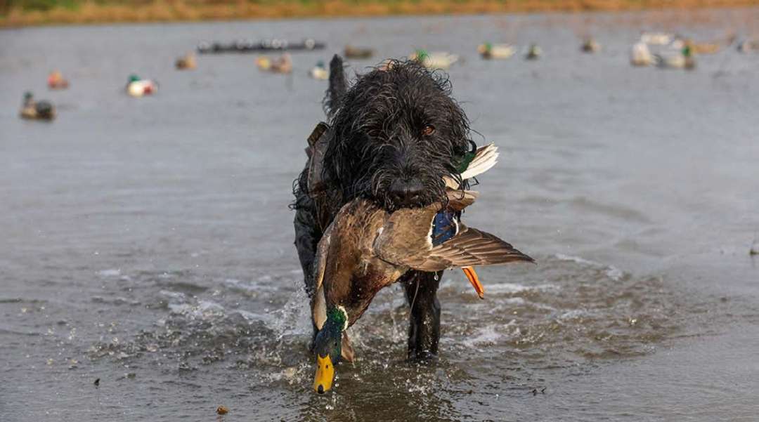 Hunting Dog Training: A Complete Guide for Gun Dog Owners - North ...