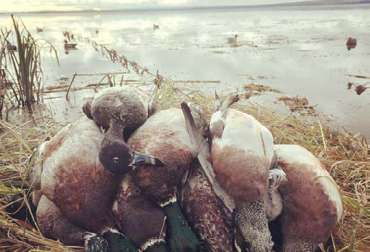 How to Call Ducks: Duck Calling for Beginners