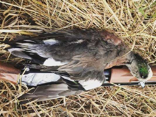 How to Call Ducks: Duck Calling for Beginners