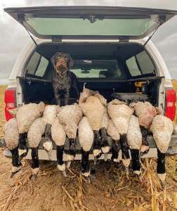 Goose Hunting for Beginners - North American Outdoorsman