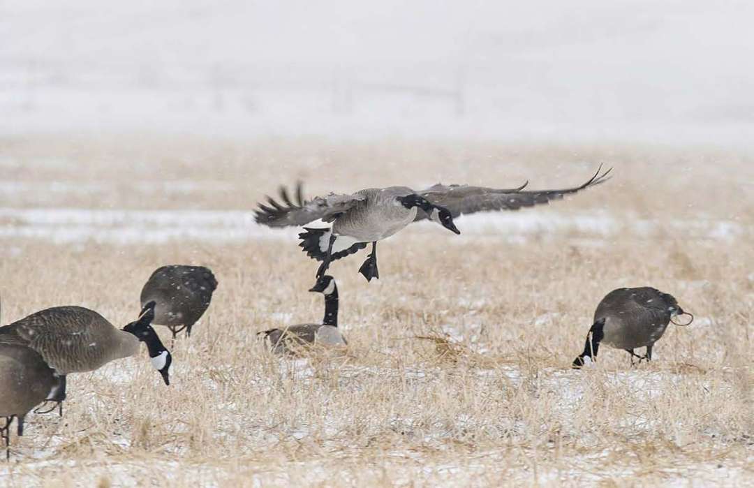 Goose Hunting for Beginners - North American Outdoorsman