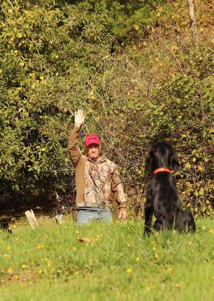 Hunting Dog Training 101: A Guide for Training the Perfect Hunting Dog ...