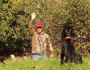 Hunting Dog Training: A Complete Guide for Gun Dog Owners - North ...