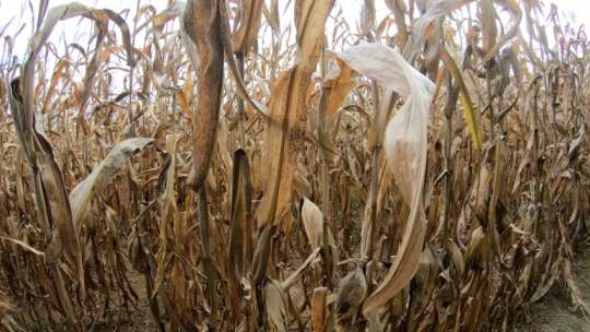 15 Best Late-Season Deer Food Plots - North American Outdoorsman