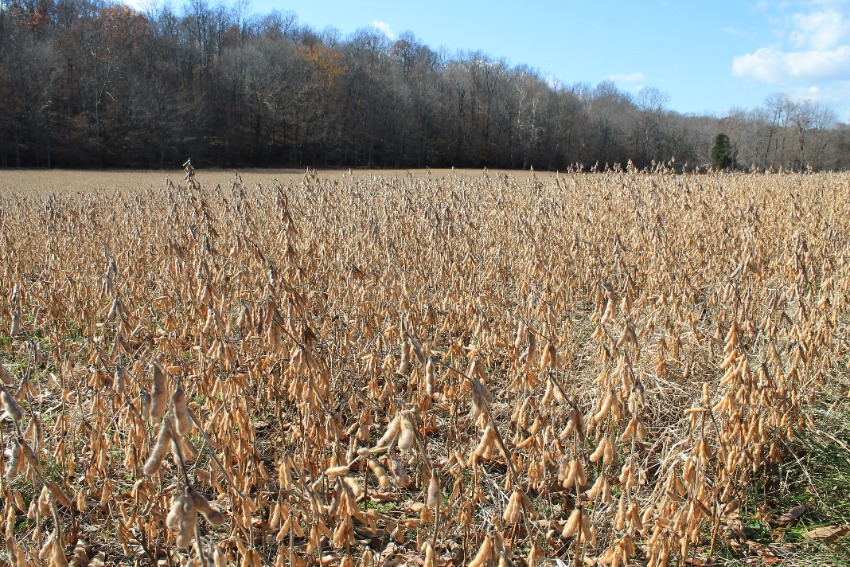 15 Best Late-Season Deer Food Plots - North American Outdoorsman