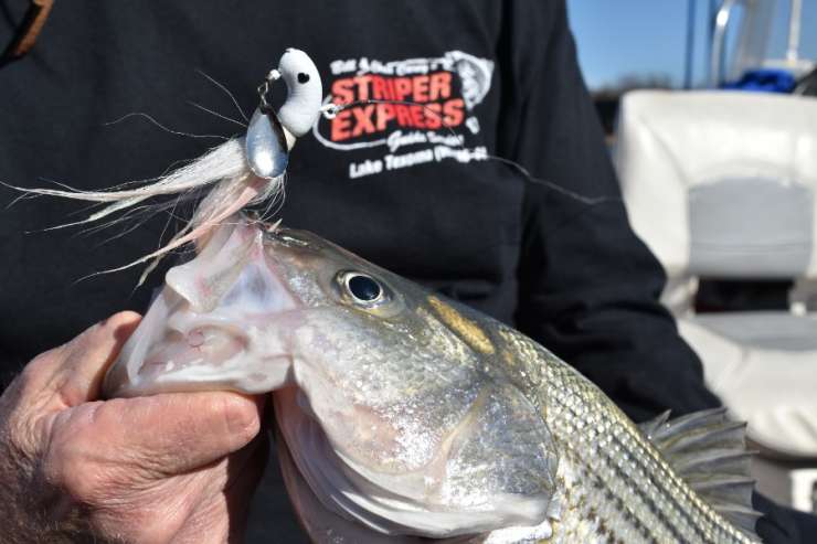 Lake Texoma: Queen of Inland Striper Fisheries - North American Outdoorsman