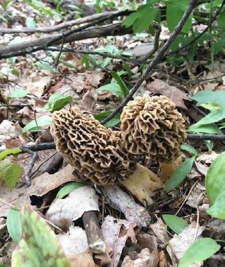 Beginner s Guide to Morel Mushroom Hunting - North American Outdoorsman