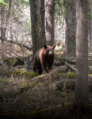 Where To Shoot A Black Bear Black Bear Shot Placement 1886