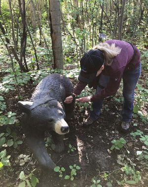 Where To Shoot A Black Bear Black Bear Shot Placement 0962