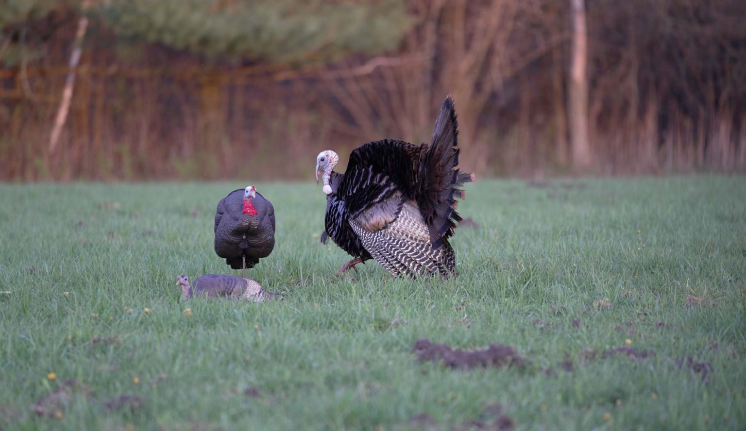 Best Turkey Decoys for 2026 - North American Outdoorsman