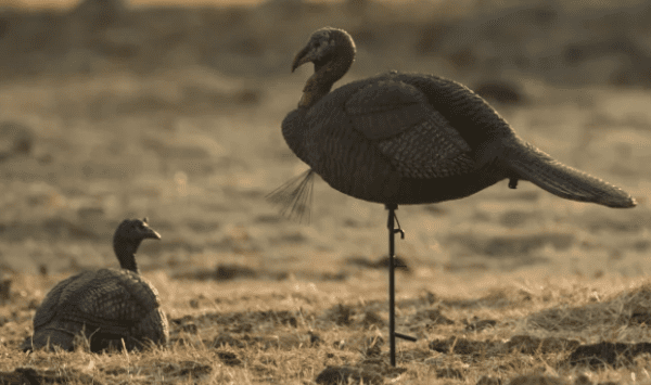 Best Turkey Decoys for 2026 - North American Outdoorsman