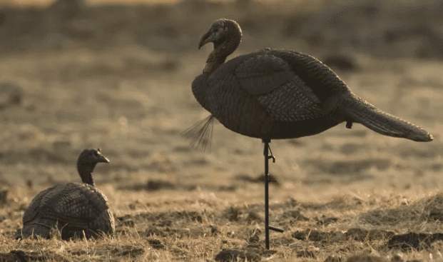 Best Turkey Decoys for 2026 - North American Outdoorsman