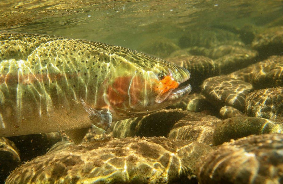 How to Find Summer Steelhead - North American Outdoorsman