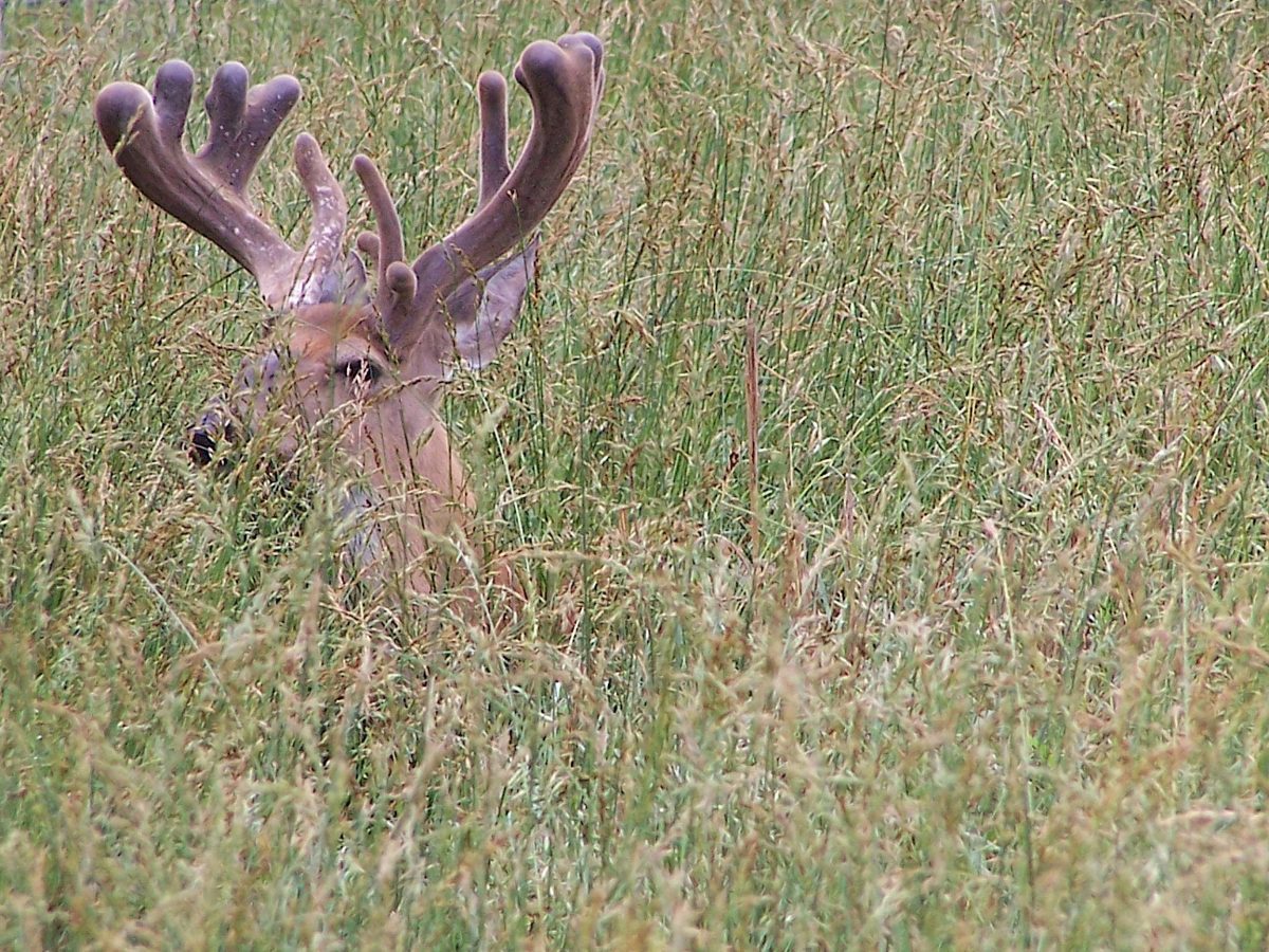 The Kingmaker Counties - North American Outdoorsman