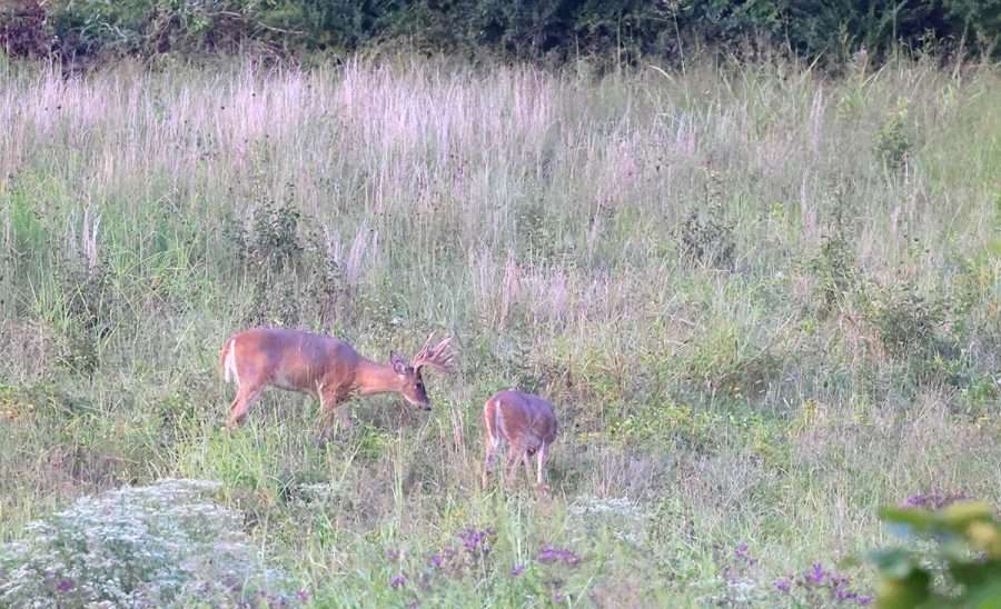 How to Find the Perfect Deer Hunting Property - North American Outdoorsman