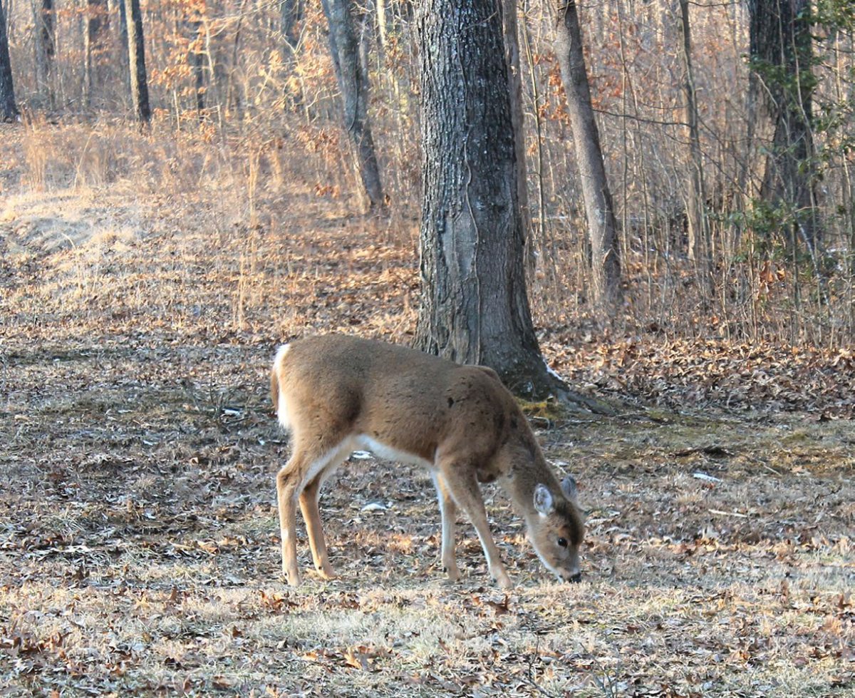 All About the Chestnut Tree: The Whitetail’s Favorite Food - North ...