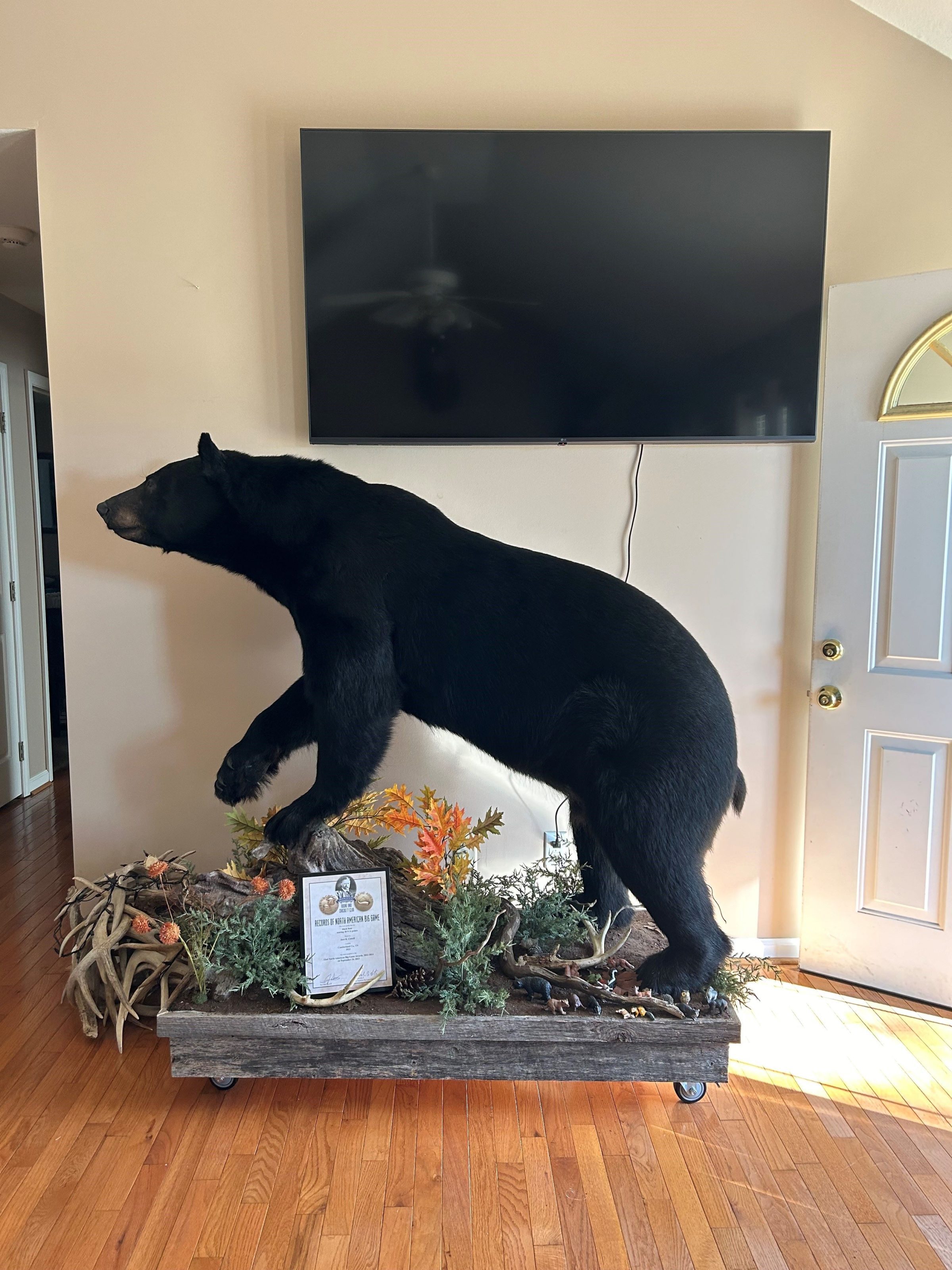 A Boone and Crockett Black Bear With a Crossbow - Crossbow Magazine