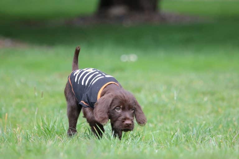 Hunting Dog Training: A Complete Guide for Gun Dog Owners - North ...