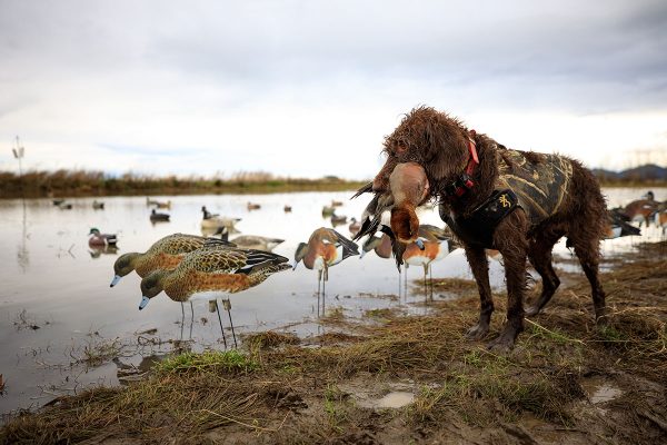 Hunting Dog Training: A Complete Guide for Gun Dog Owners - North ...