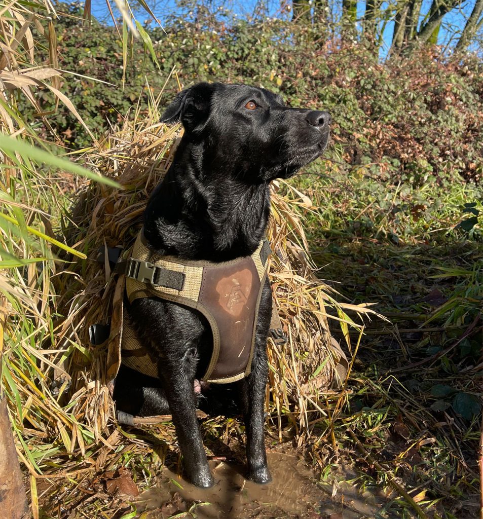 Hunting Dog Training: A Complete Guide for Gun Dog Owners - North ...