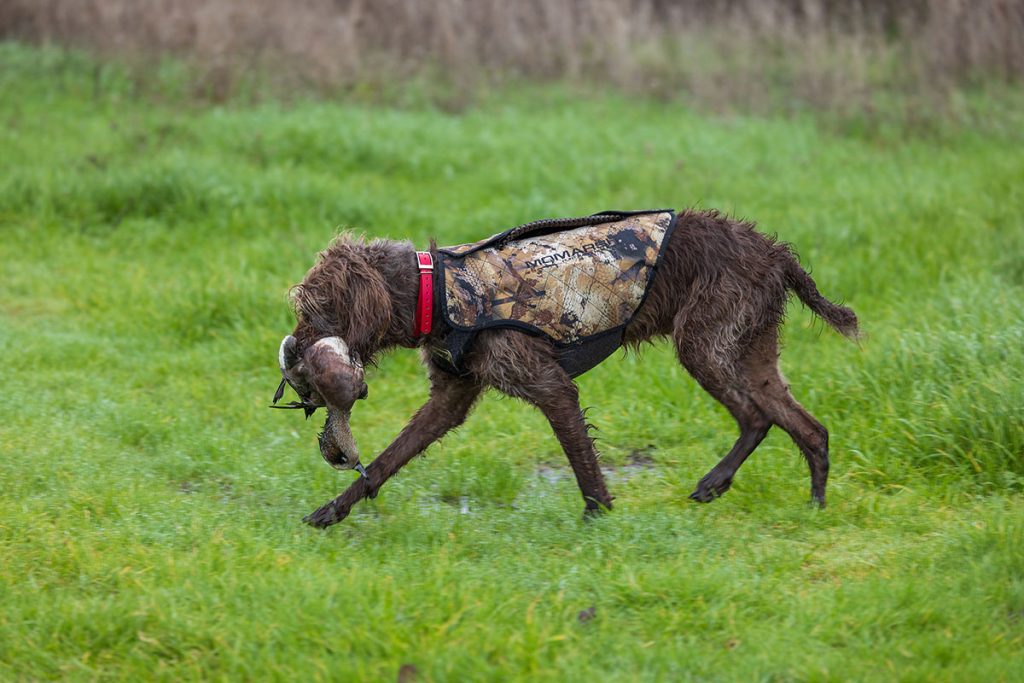 Hunting Dog Training: A Complete Guide for Gun Dog Owners - North ...