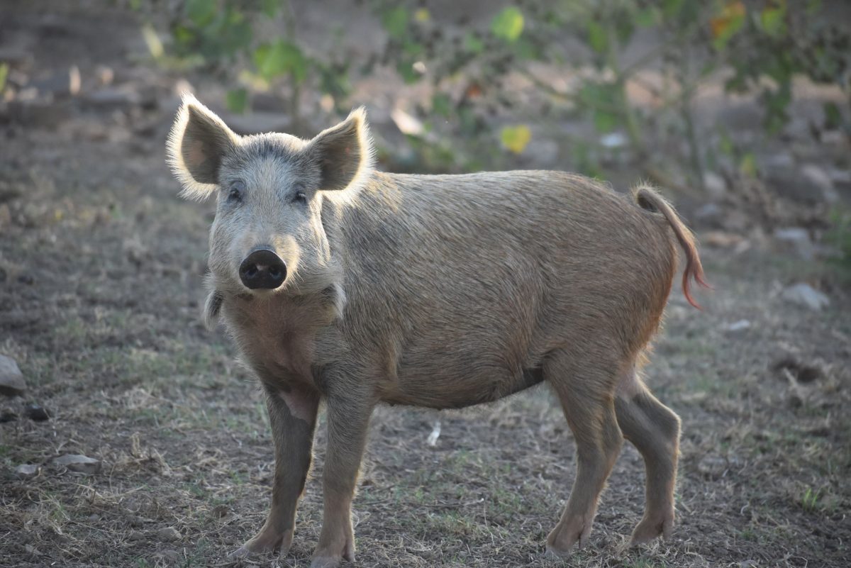 Wild Hog Recipes – How to Cook Wild Pork - North American Outdoorsman