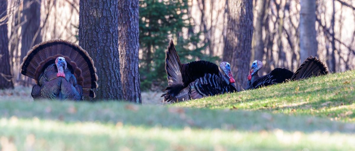 Setting up the Best Turkey Gun For You - North American Outdoorsman