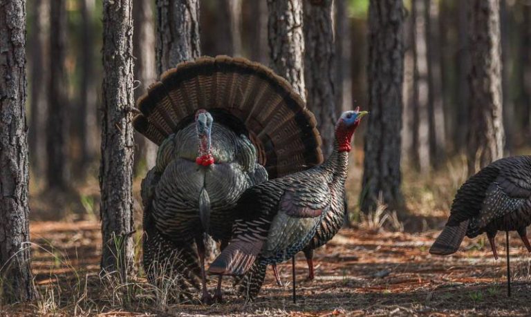 Wild Turkey Populations in the United States: An Assessment and ...