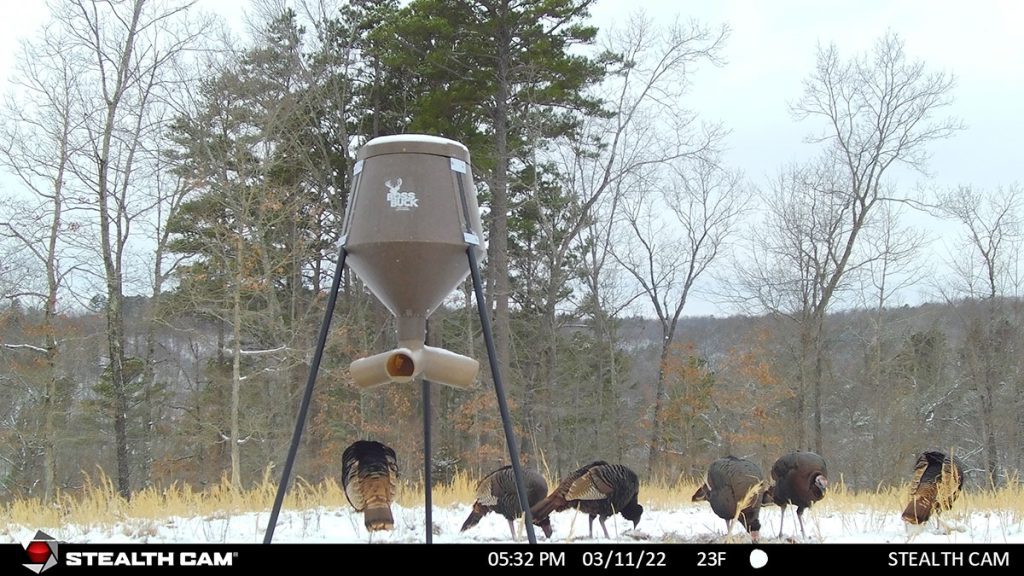 Wild Turkey Populations in the United States: An Assessment and ...
