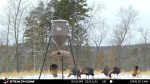 Wild Turkey Populations in the United States: An Assessment and ...