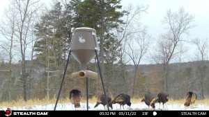 Wild Turkey Populations in the United States: An Assessment and ...