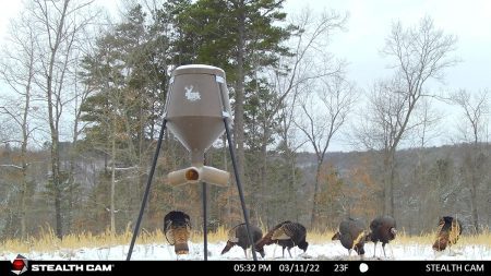 Wild Turkey Populations in the United States: An Assessment and ...