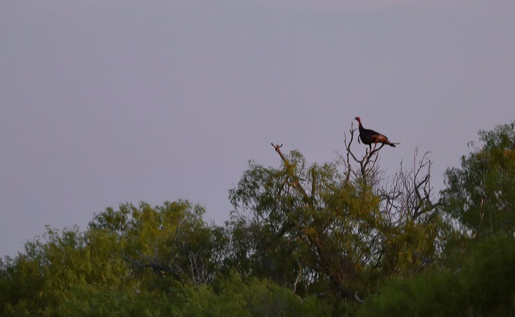 Wild Turkey Populations in the United States: An Assessment and ...
