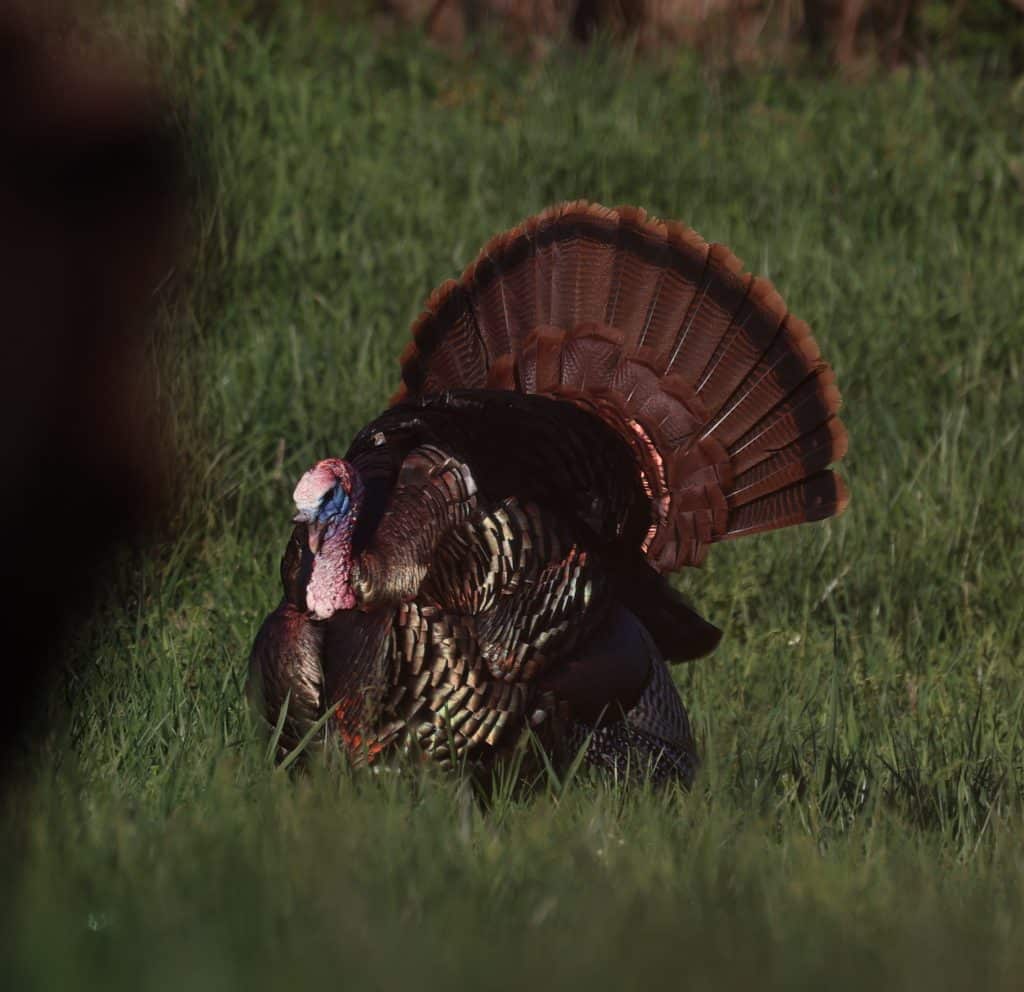 Ultimate Turkey Decoy Setup: Tips, Tactics, and Strategies for Spring ...