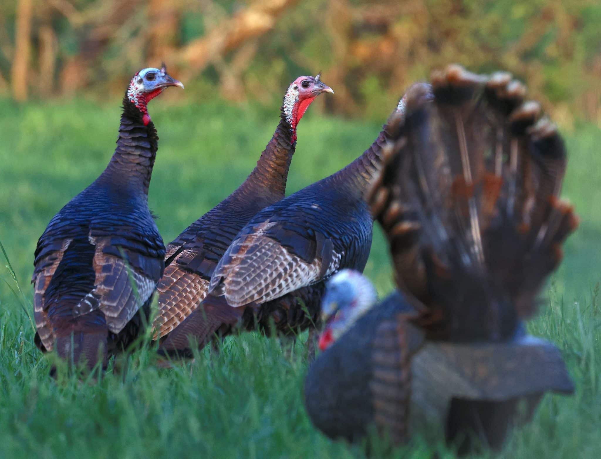 Ultimate Turkey Decoy Setup: Tips, Tactics, and Strategies for Spring ...