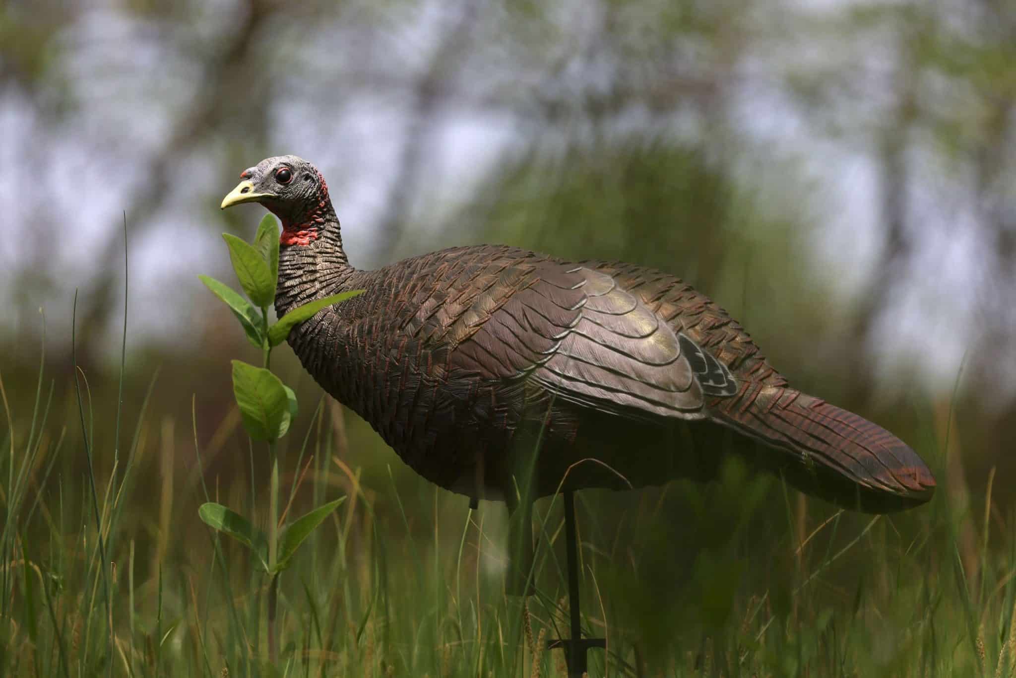 Ultimate Turkey Decoy Setup: Tips, Tactics, and Strategies for Spring ...