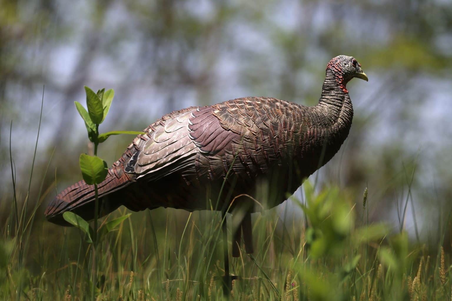Ultimate Turkey Decoy Setup: Tips, Tactics, and Strategies for Spring ...