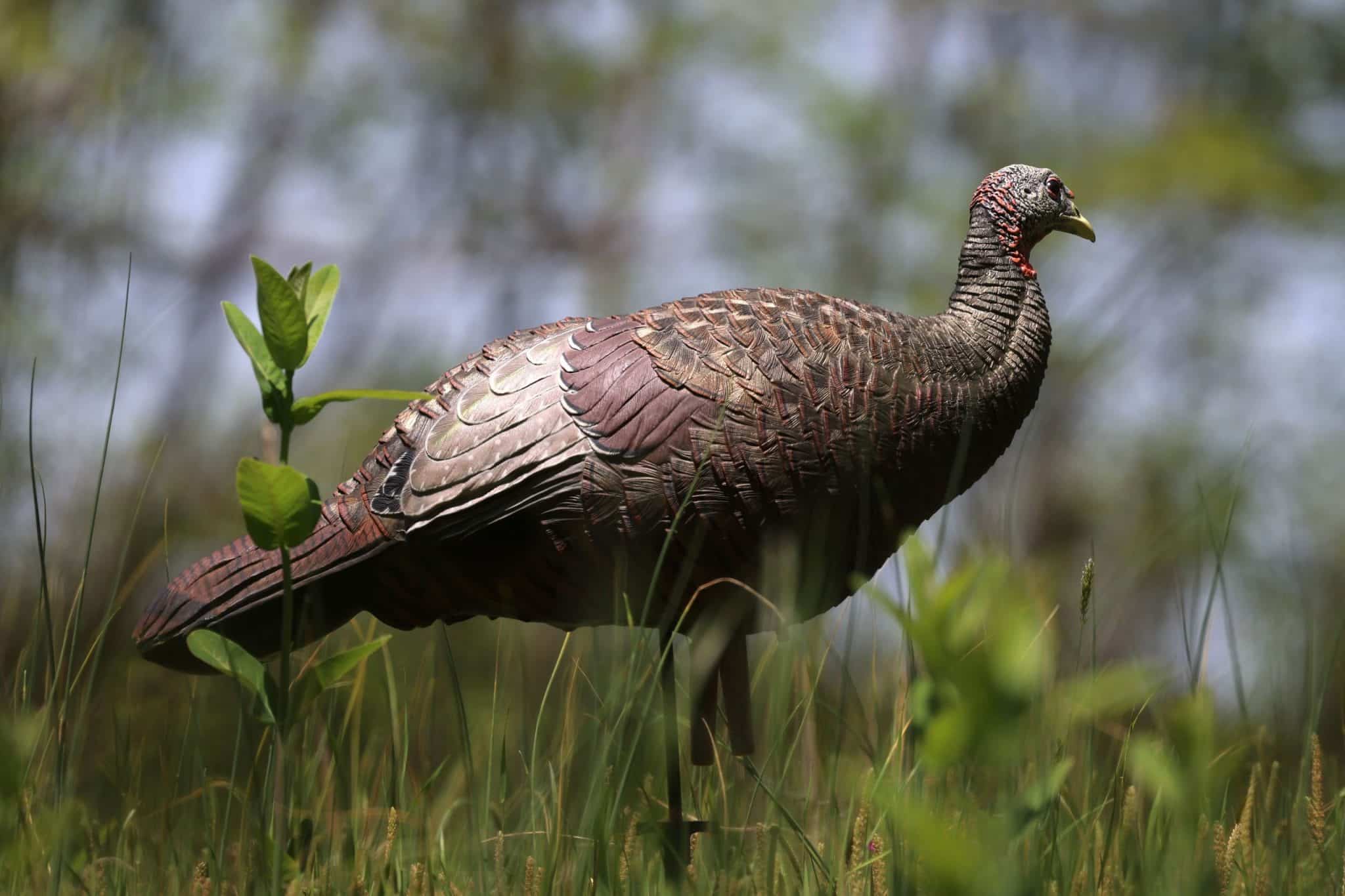 Ultimate Turkey Decoy Setup: Tips, Tactics, and Strategies for Spring ...