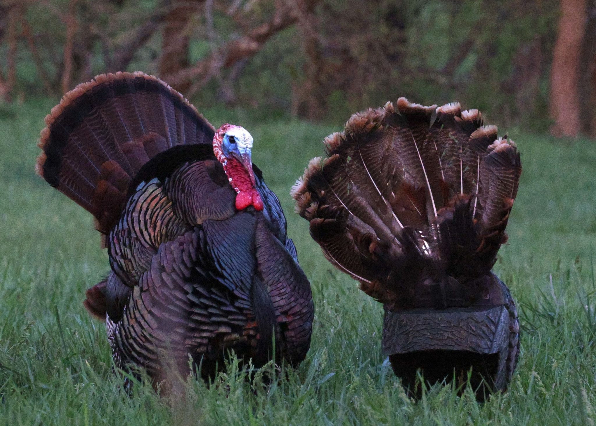 Ultimate Turkey Decoy Setup: Tips, Tactics, and Strategies for Spring ...