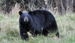 Bear Attack – What Should You Do? - North American Outdoorsman