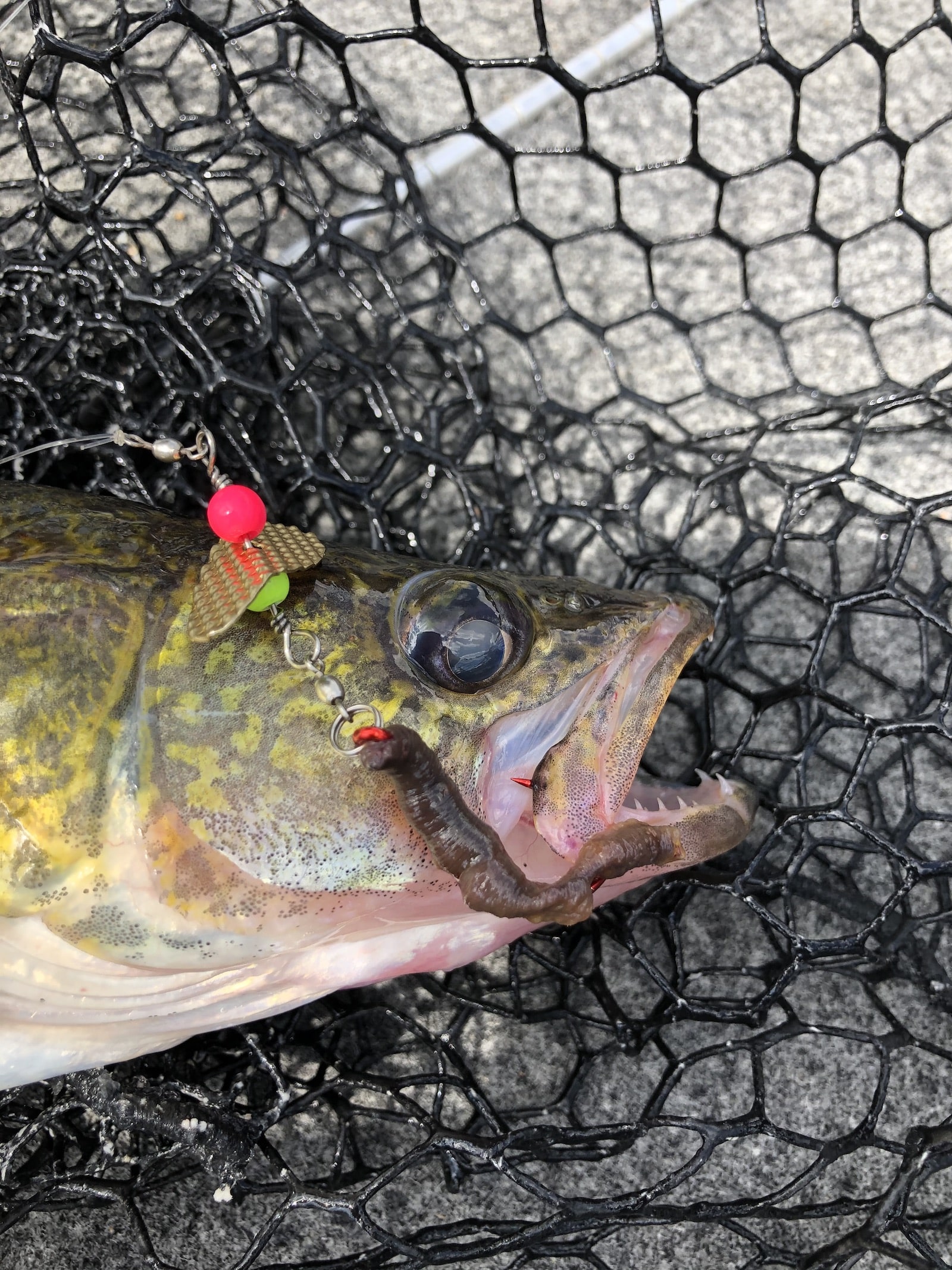 Think Green – Walleye Fishing In The Weeds - North American Outdoorsman