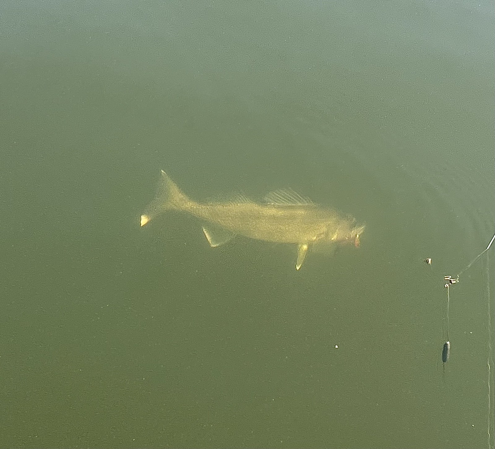 Think Green – Walleye Fishing In The Weeds - North American Outdoorsman