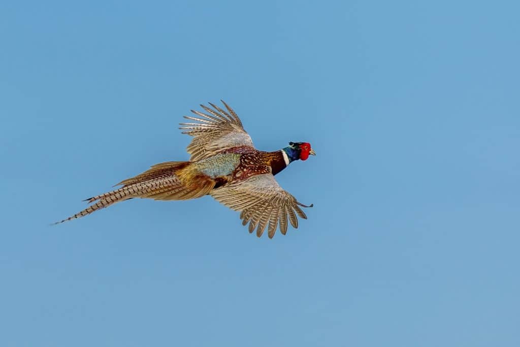 10 Pheasant Hunting Tips: Pheasant Hunting For Beginners - North ...