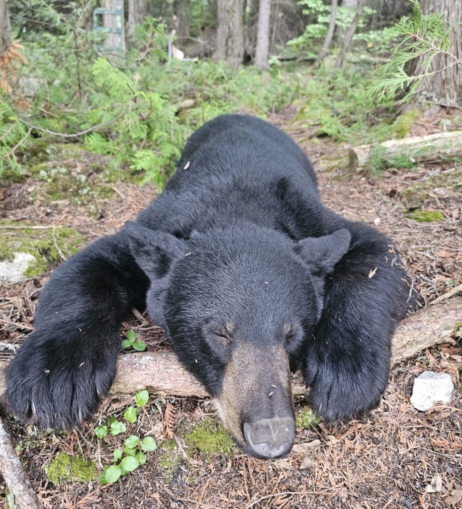 White Moose Wilderness Bear Hunt Adventure. - North American Outdoorsman
